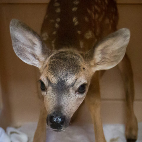 Native Animal Rescue - Native Animal Rescue