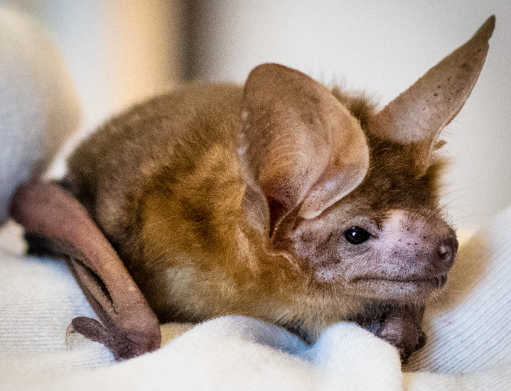 Native Animal Rescue - Native Animal Rescue