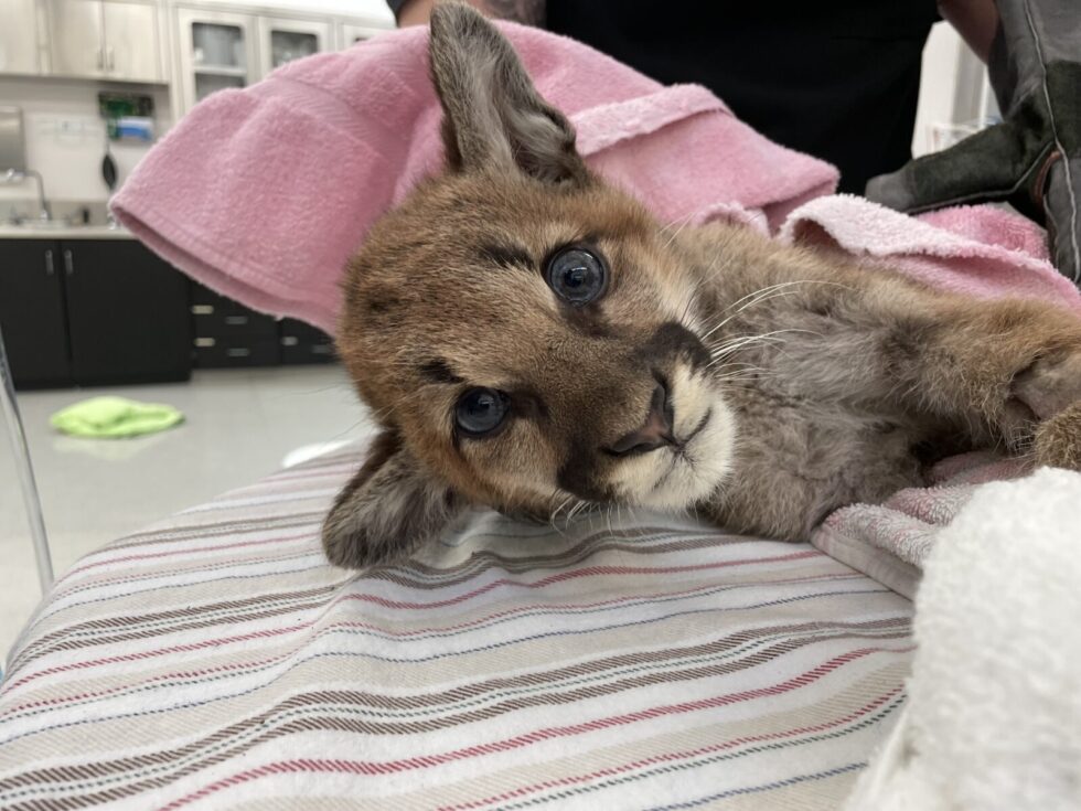 Native Animal Rescue - Native Animal Rescue