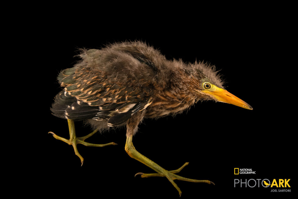 Native Animal Rescue - Native Animal Rescue